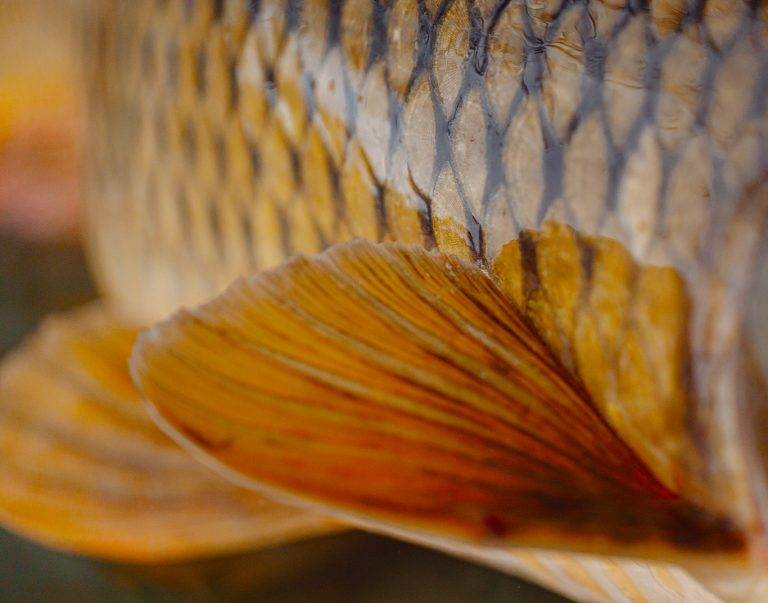 Dockside Monitoring Services for Fisheries | Archipelago
